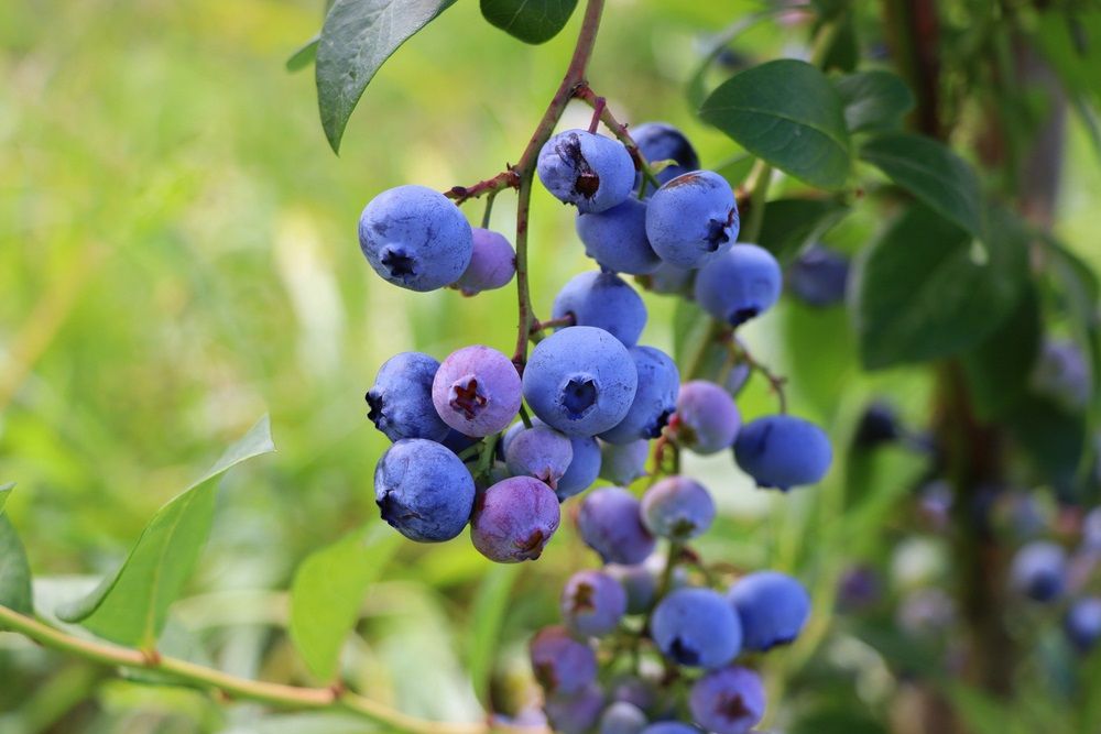 4 Berry Bushes You Need To Add To Your Landscape