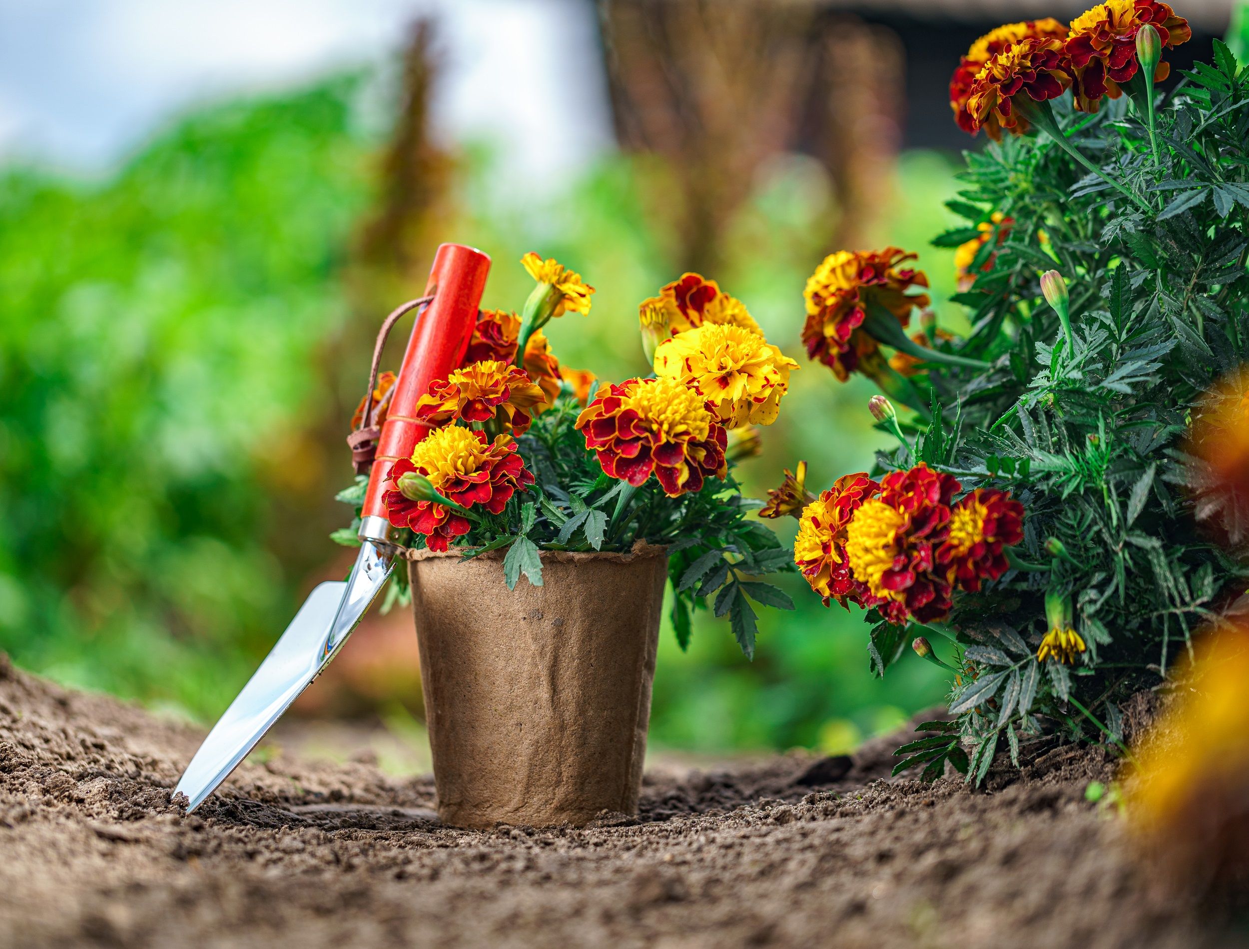 How To Grow and Care for Marigolds
