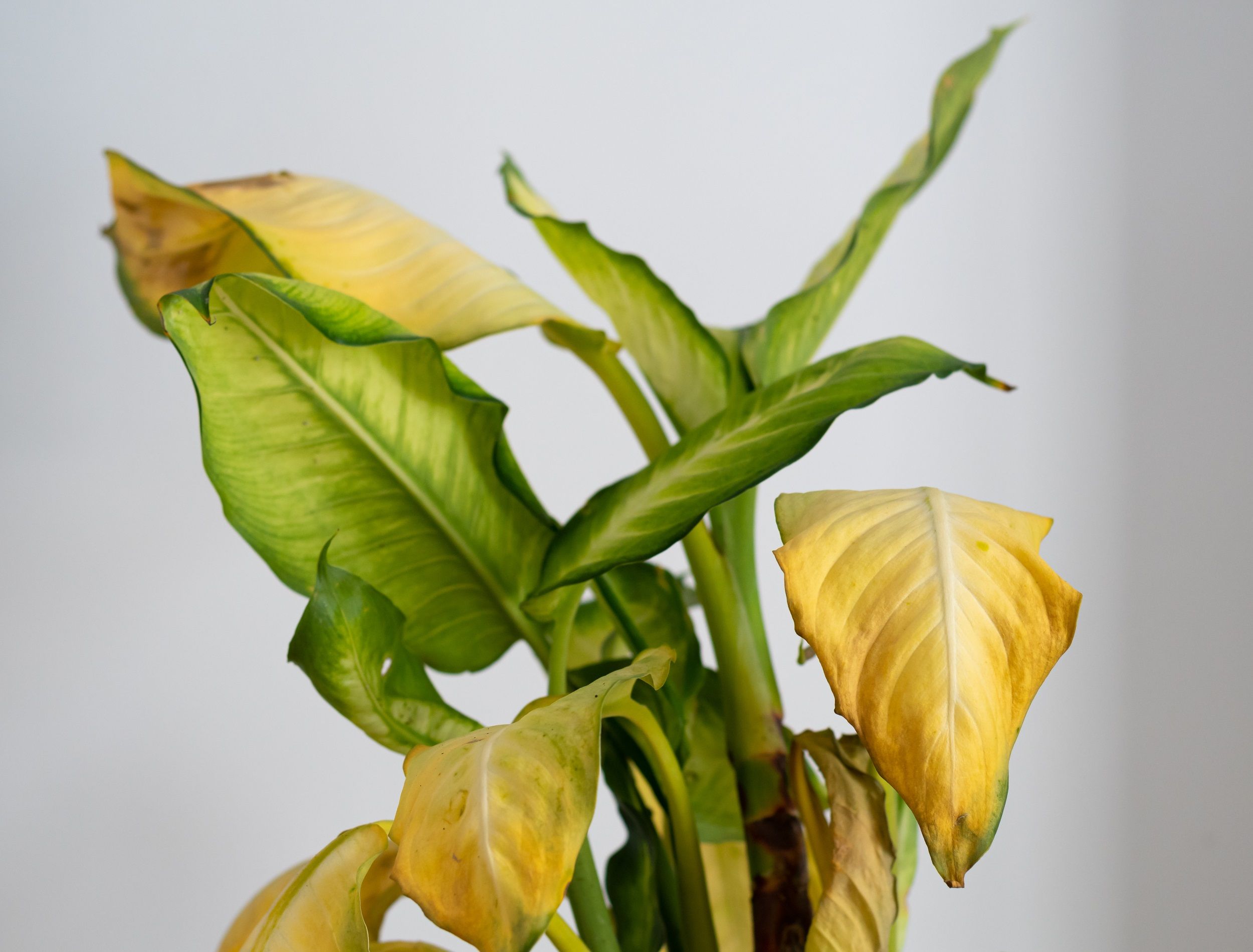 Are Your Plants Lacking Nutrients?