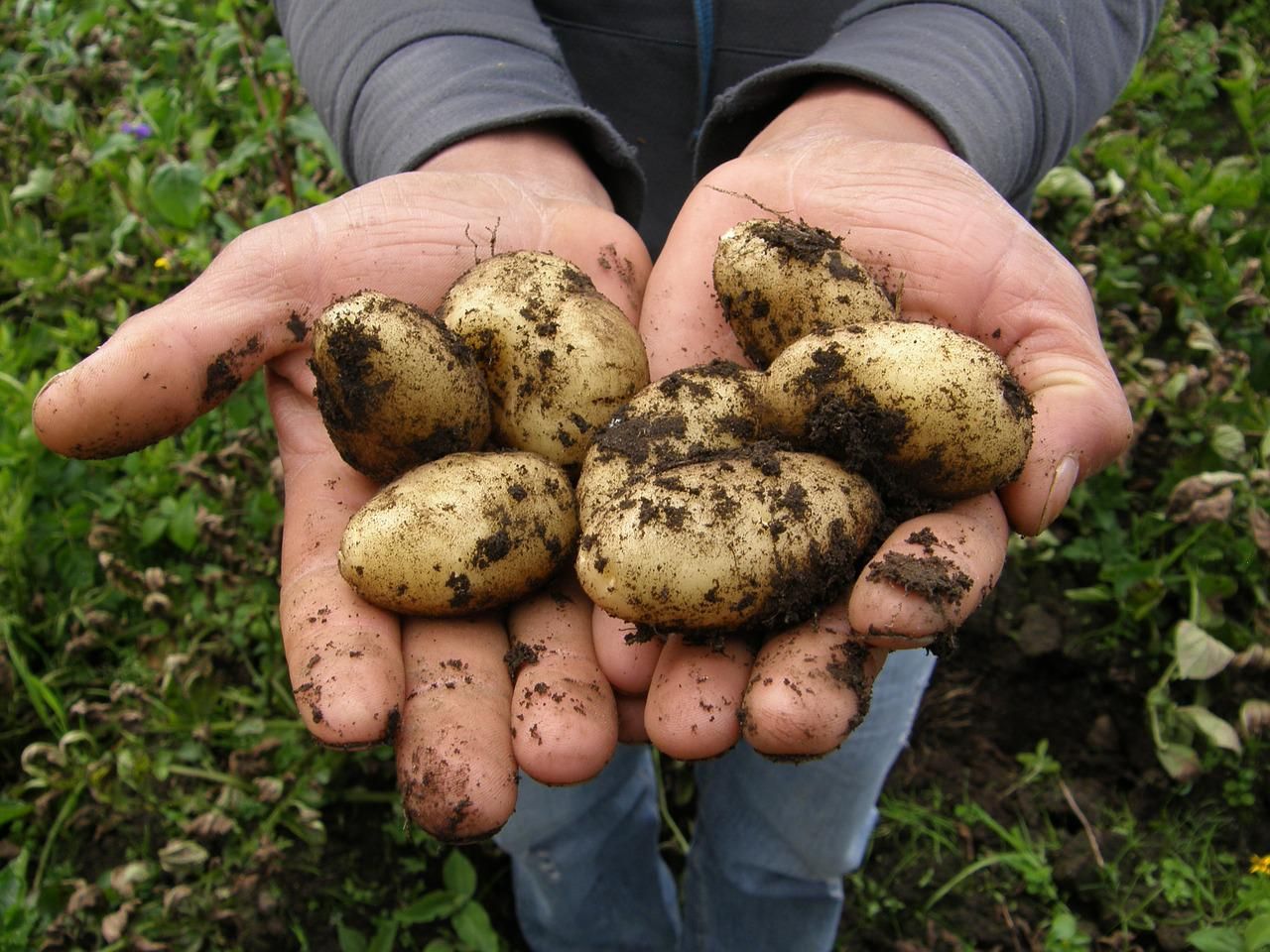 How To Grow Winter Potatoes