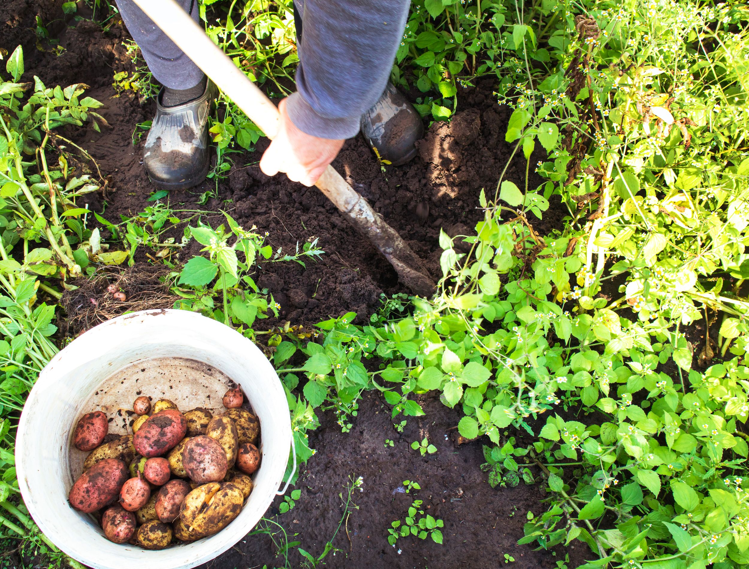 How To Grow Winter Potatoes