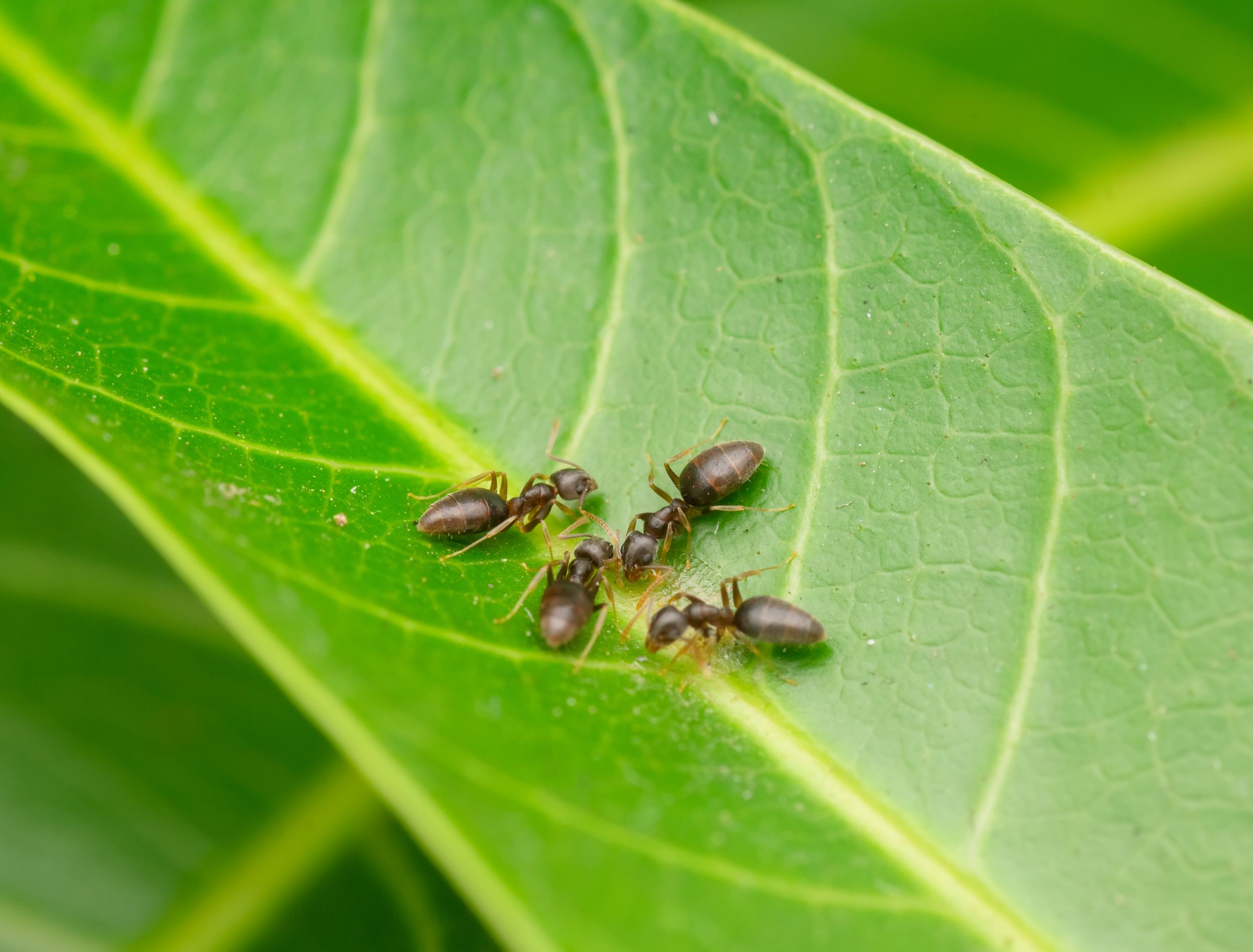 How To Get Rid of Ants In Your Garden