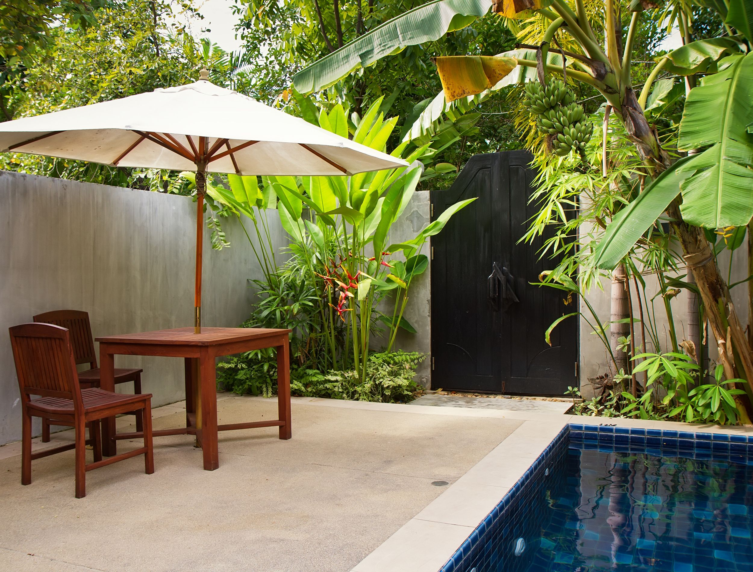 8 Jungle Plants To Create A Tropical Backyard