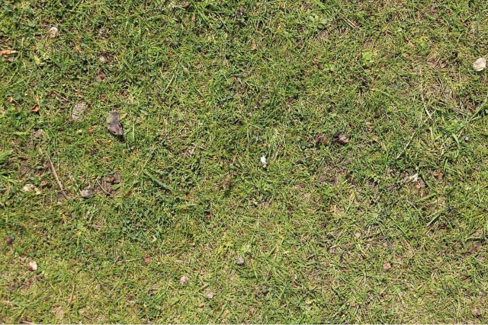 How to Mulch Your Tomato Plants With Grass Clippings