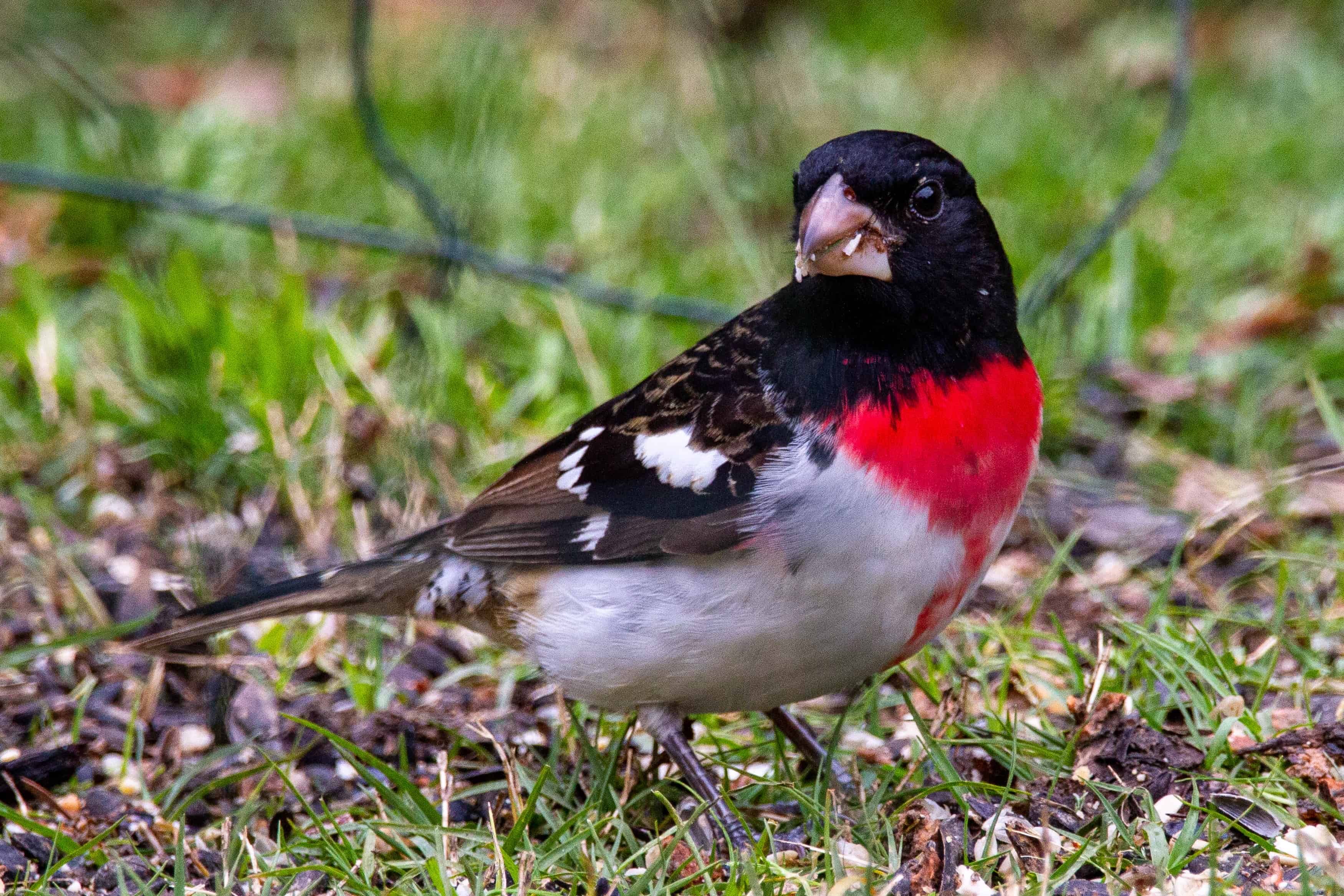 10 Insect-Eating Birds To Attract To Your Garden