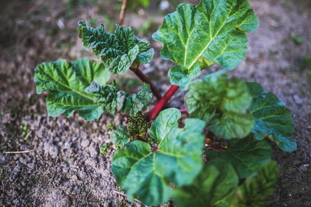 How to Harvest Rhubarb