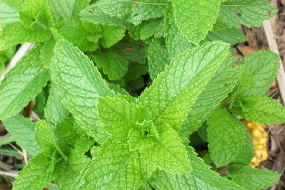 7 Tips For Growing Mint Indoors