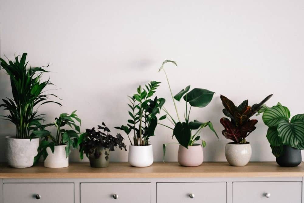 The Benefits of Grouping Houseplants Together