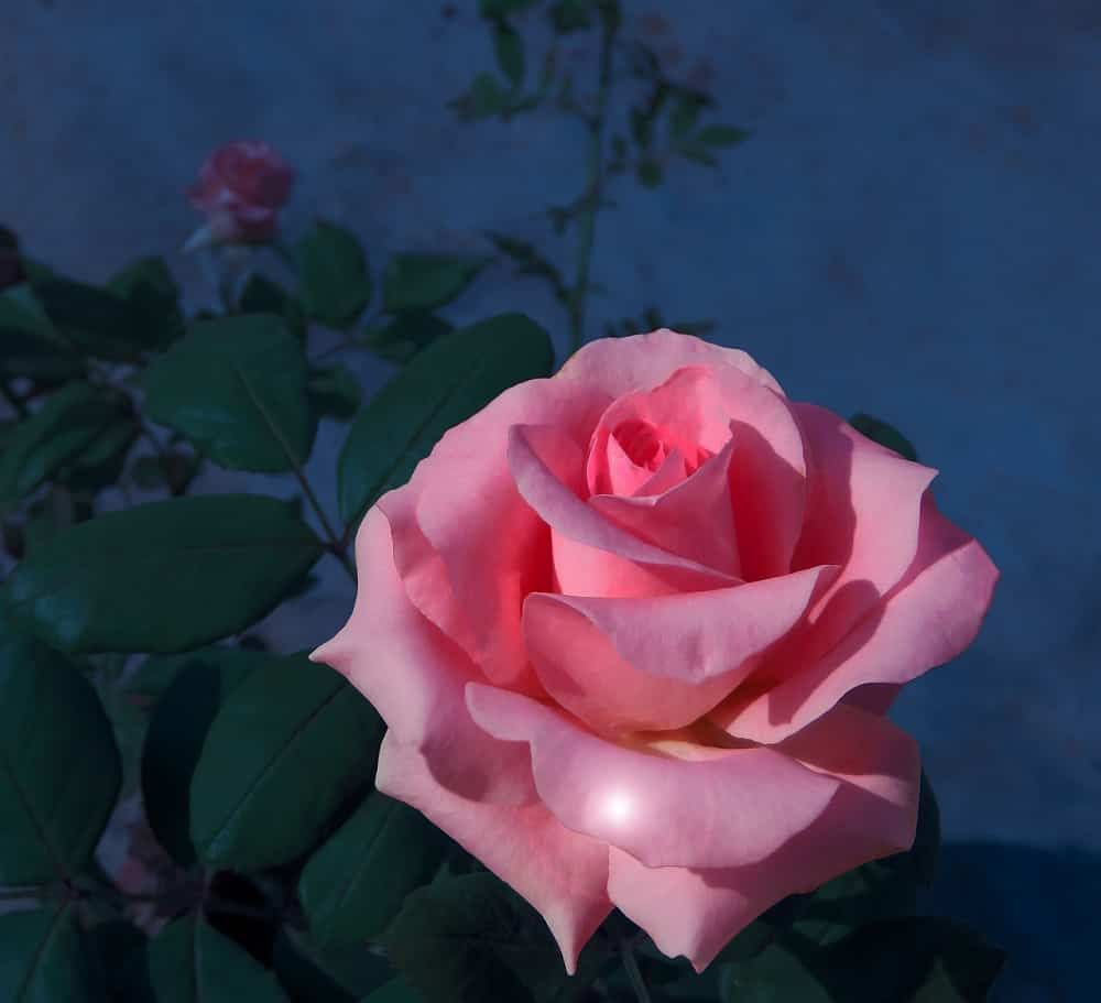 Can You Plant at Night?