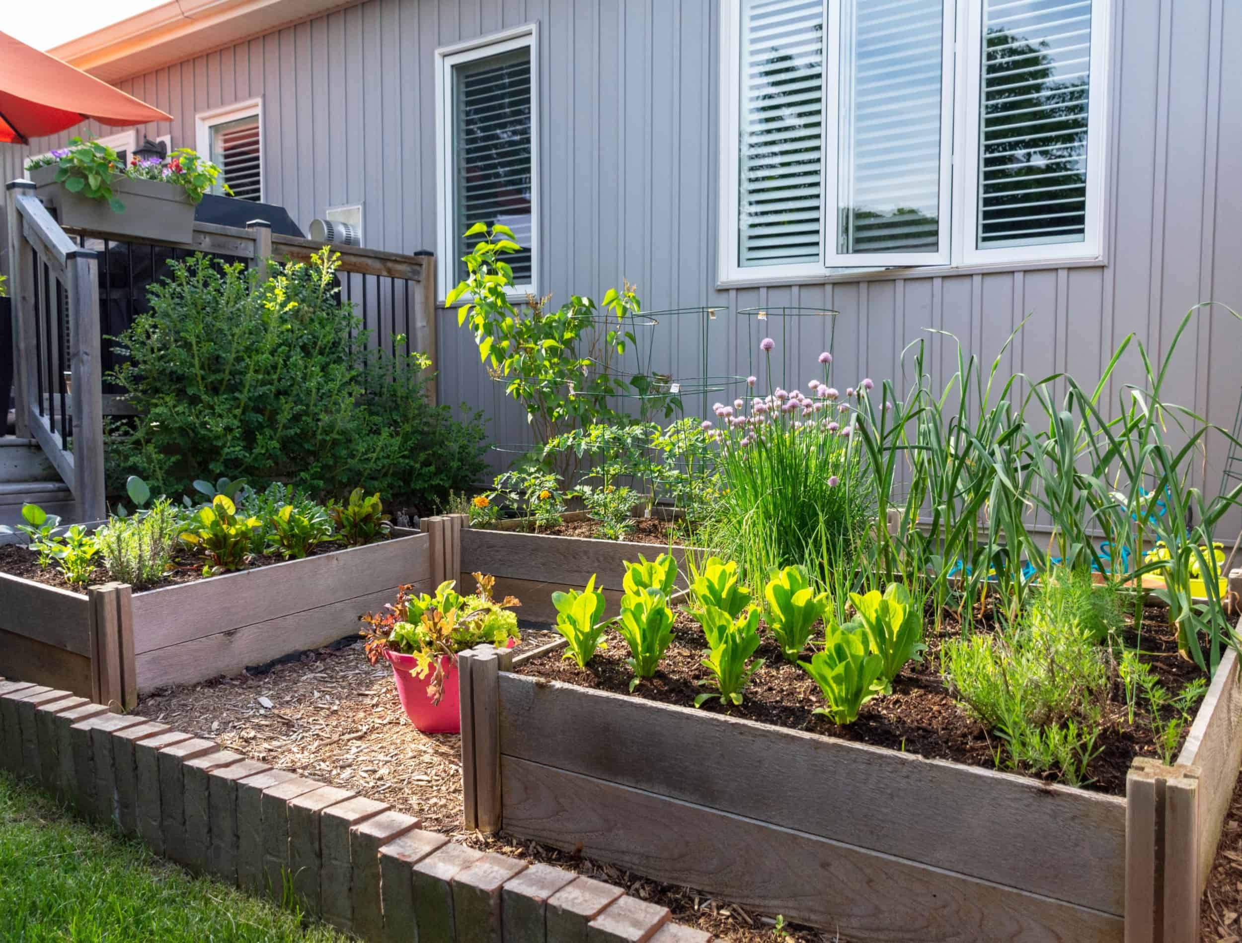 6 Steps To Starting a Vegetable Garden From Scratch