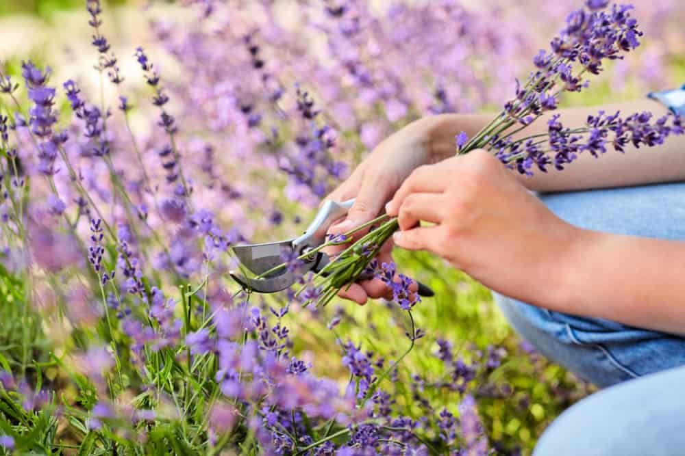 How to Prune Lavender