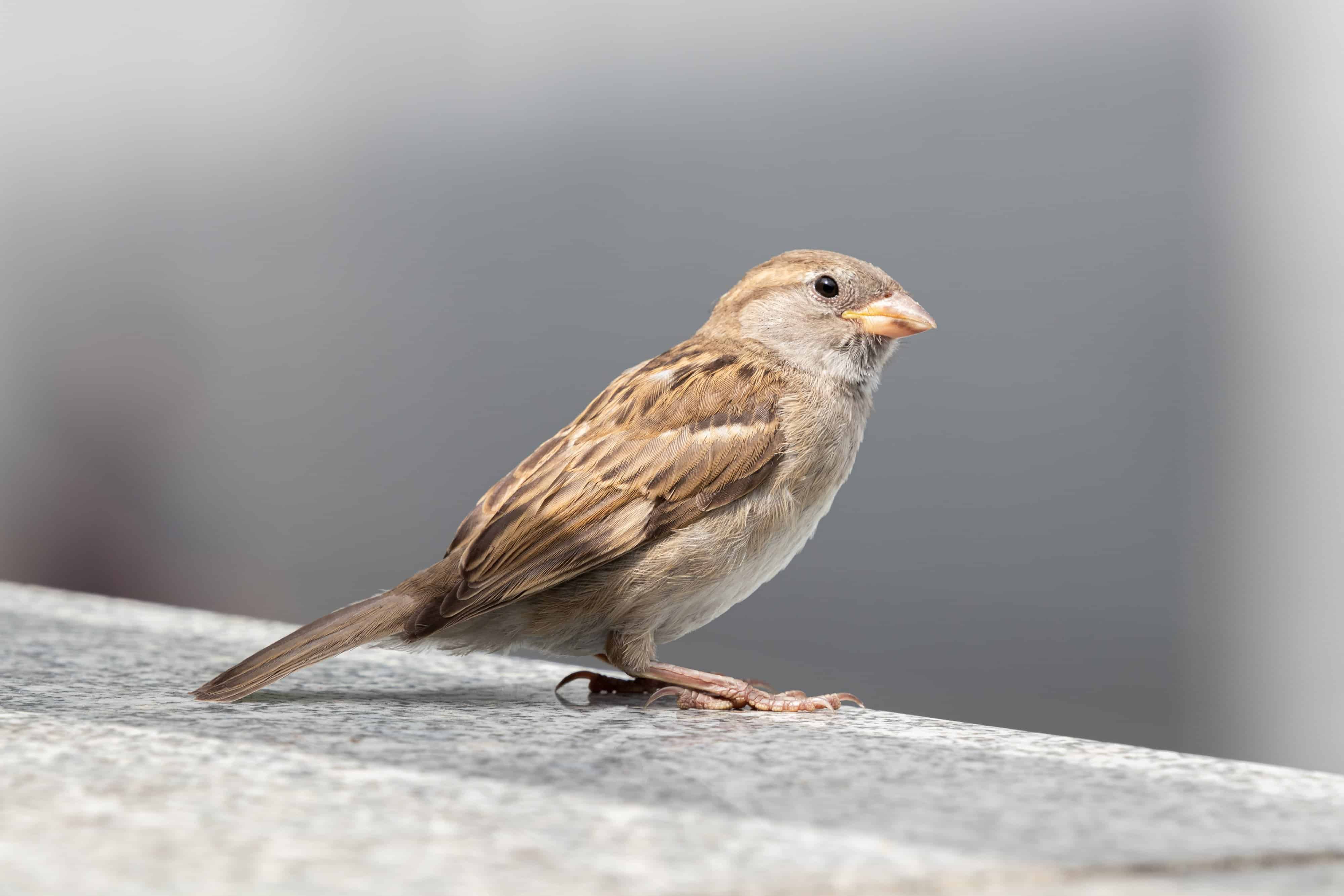 10 Insect-Eating Birds To Attract To Your Garden