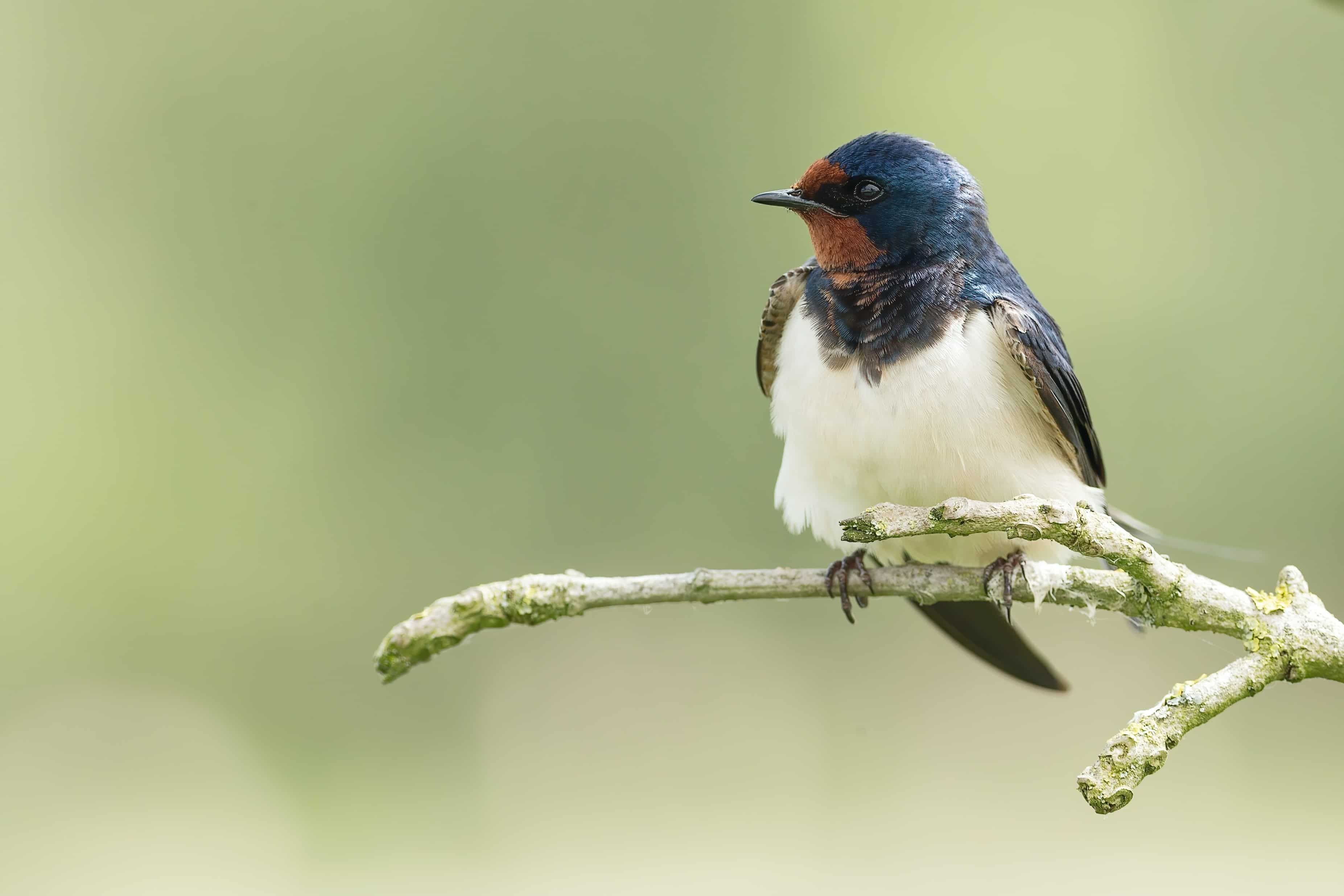 10 Insect-Eating Birds To Attract To Your Garden