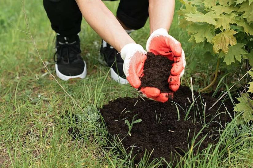 How to Use Compost in Your Garden