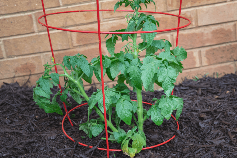 8 Climbing Vegetable Plants