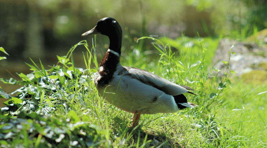 10 Insect-Eating Birds To Attract To Your Garden