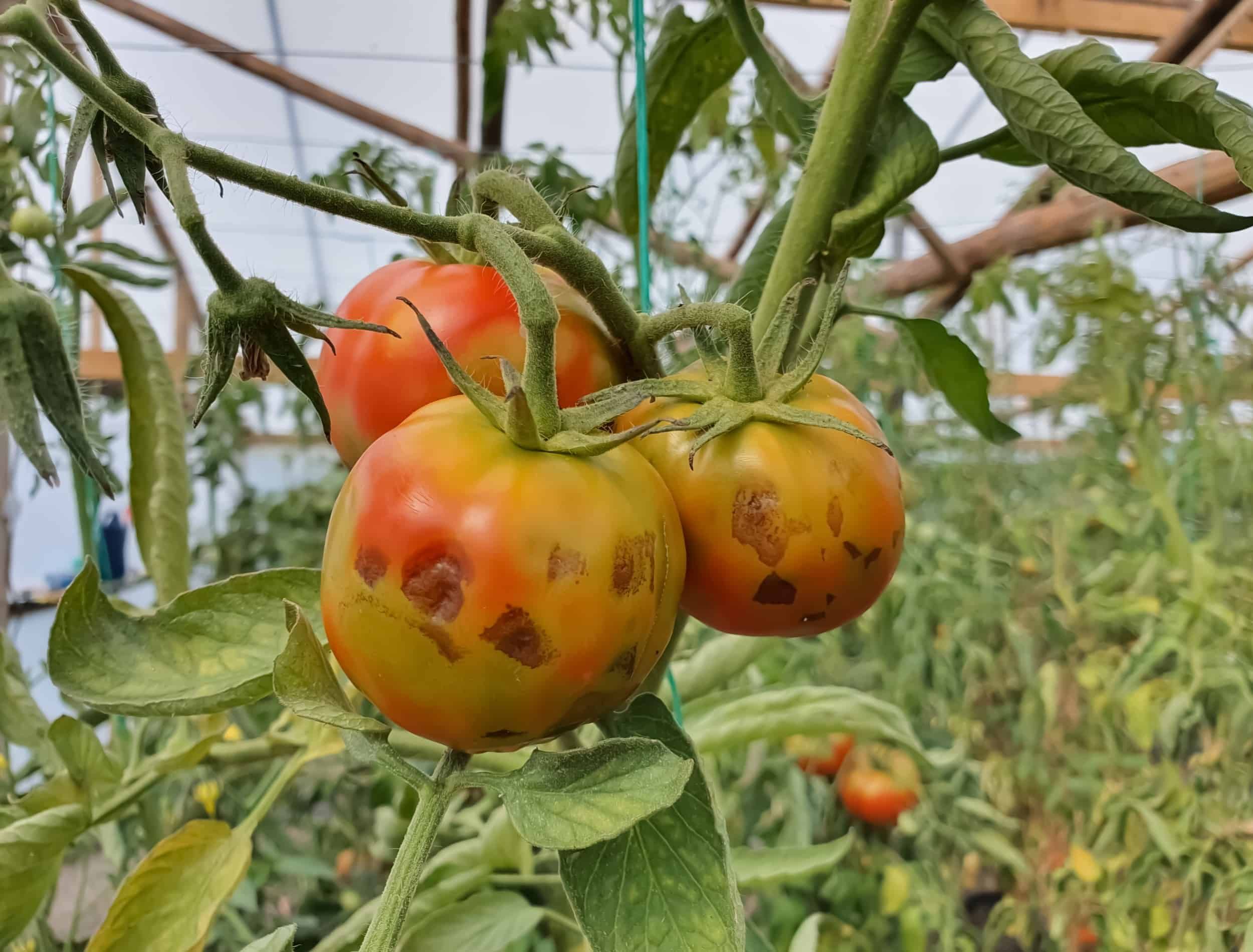 7 Ways To Improve Your Tomato Harvest