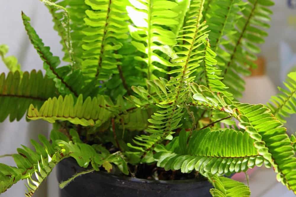 How to Grow and Care for Boston Ferns