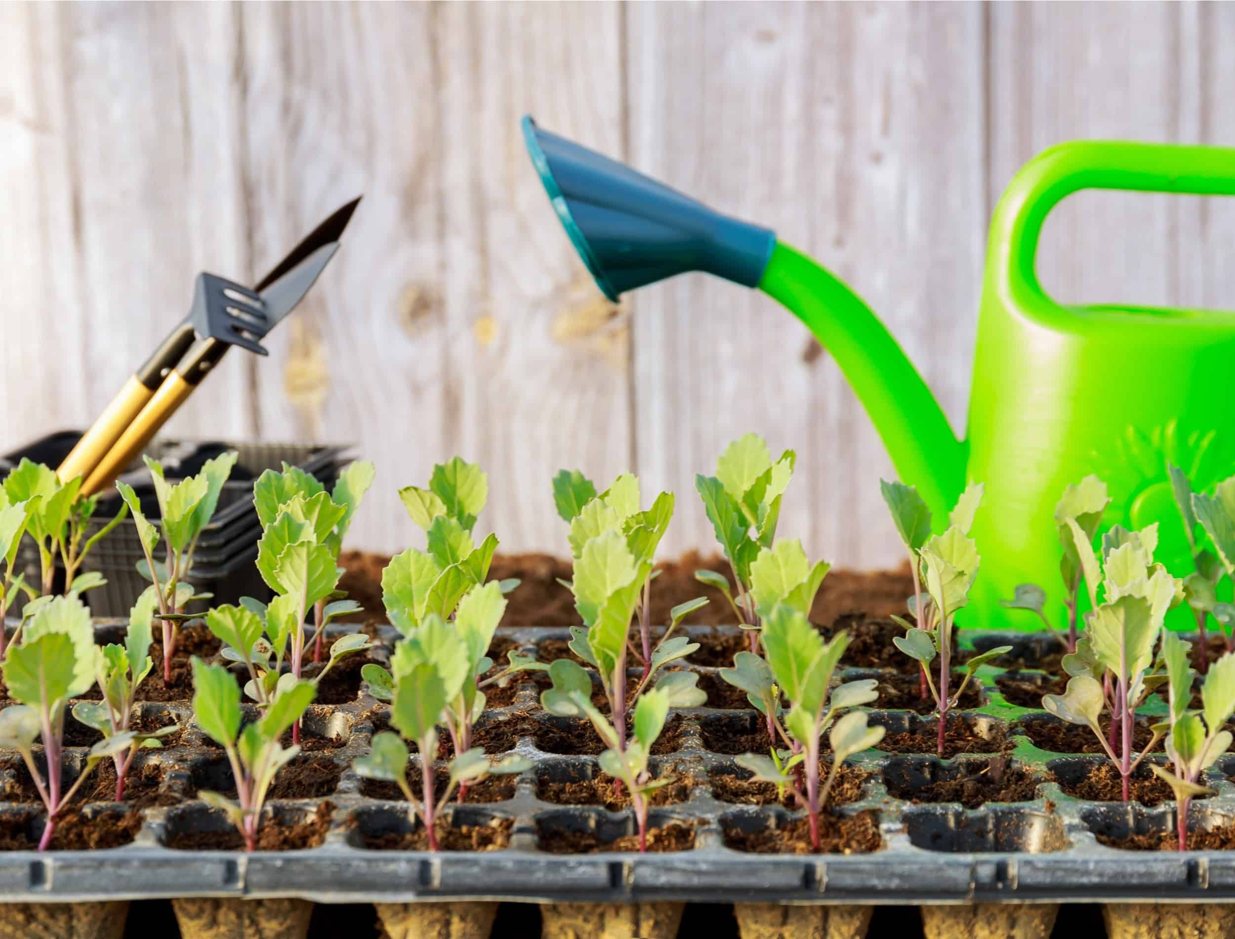 How to Grow and Care for Broccoli