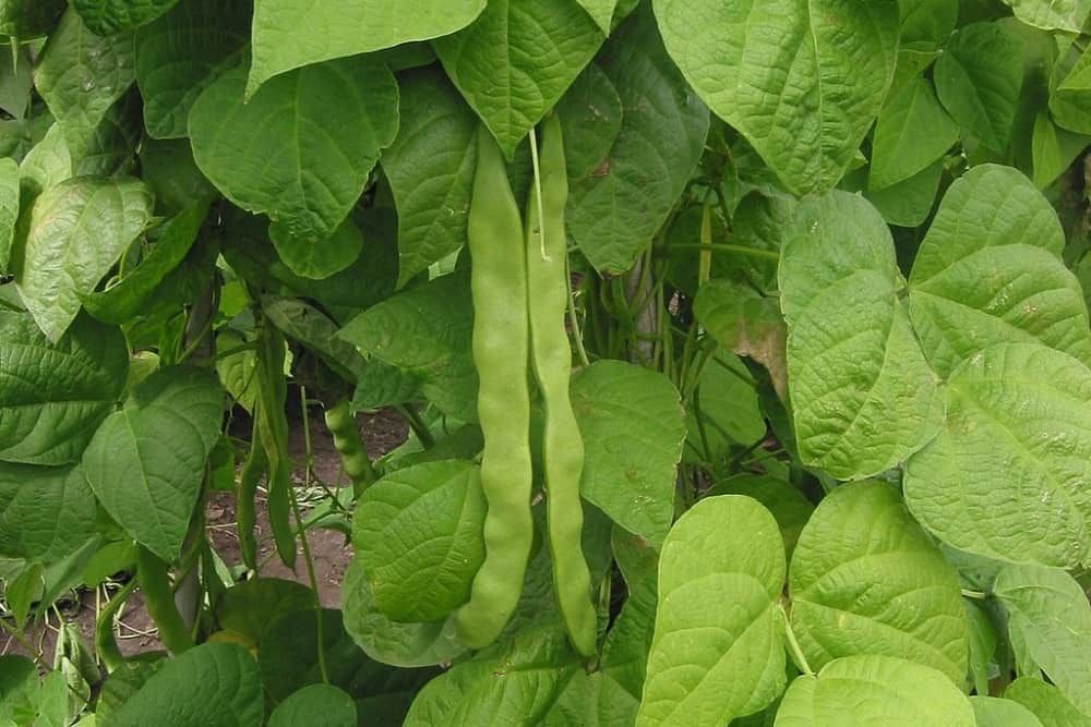 7 Plants to Grow for a Pest-Proof Yard