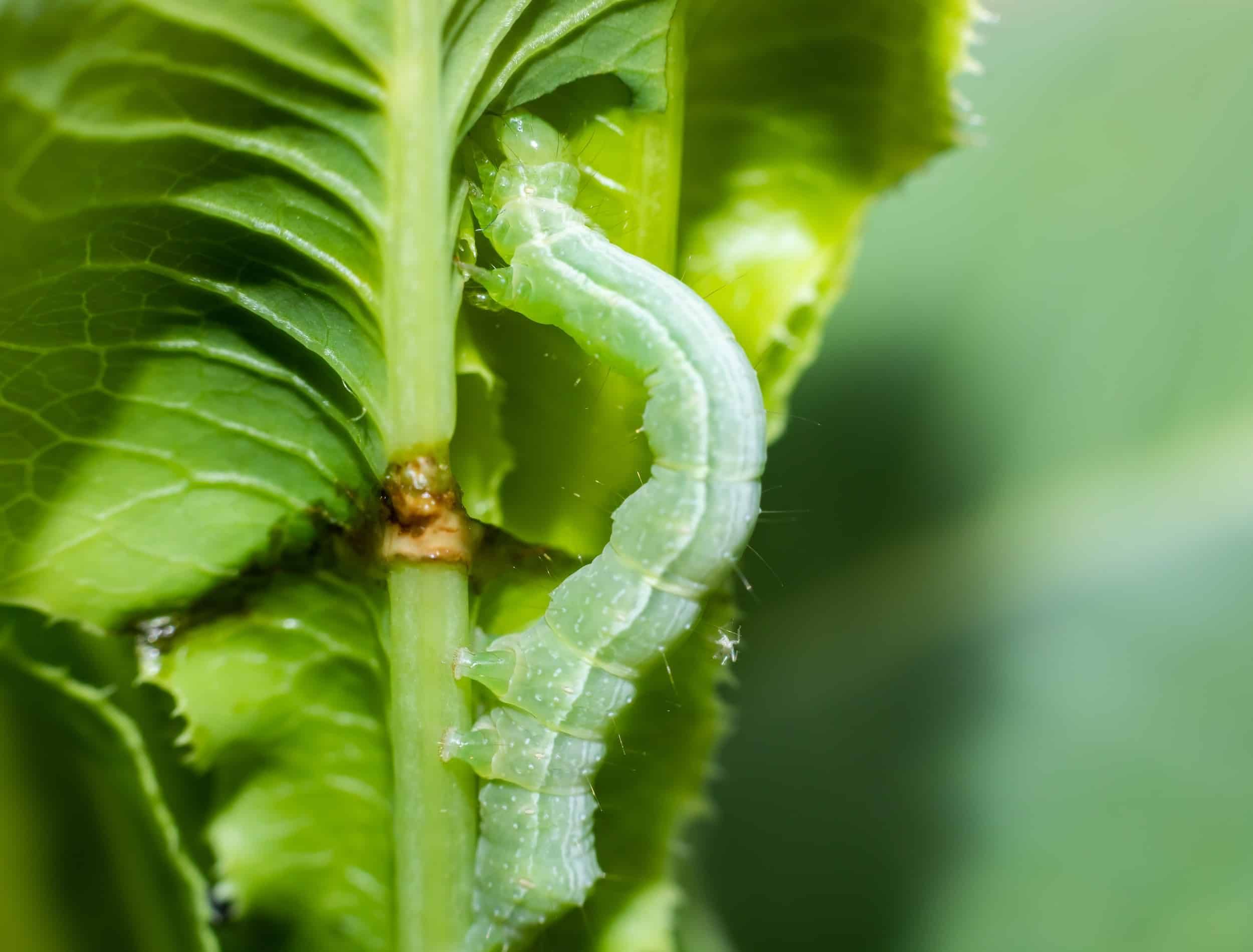 6 Lawn Pests That Wreak Havoc On Your Yard