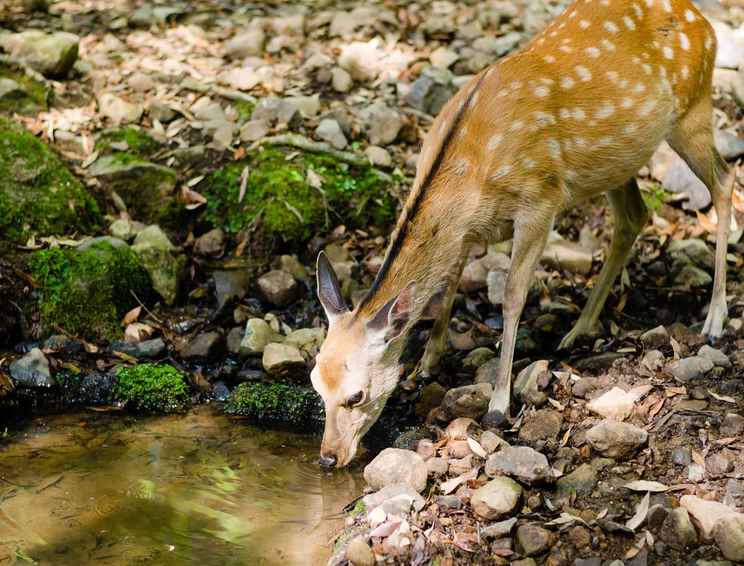 How to Attract Deer to Your Yard