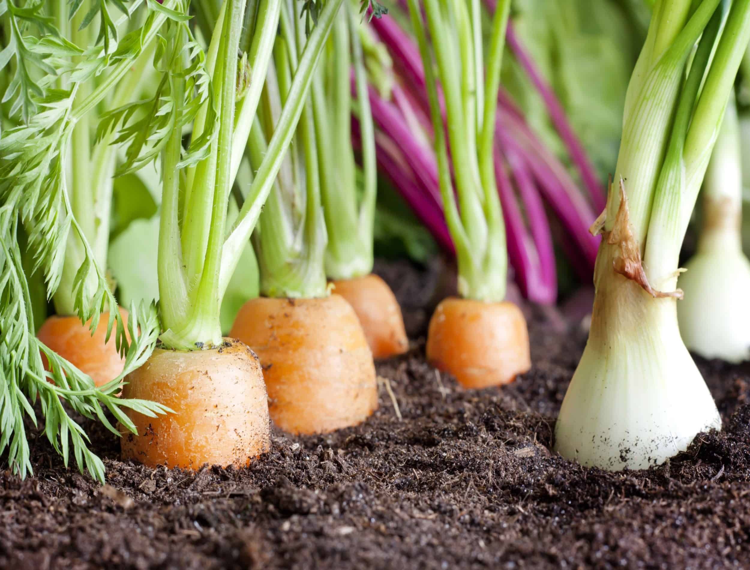5 Vegetables To Plant Now For a Fall Harvest