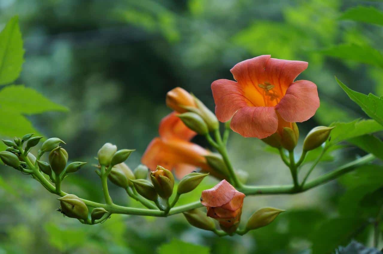 7 Climbing Perennials For Your Garden