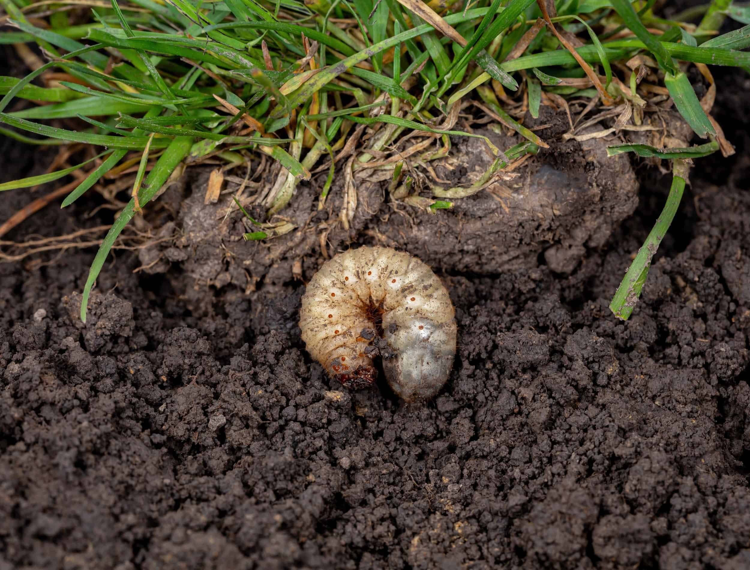 6 Lawn Pests That Wreak Havoc On Your Yard