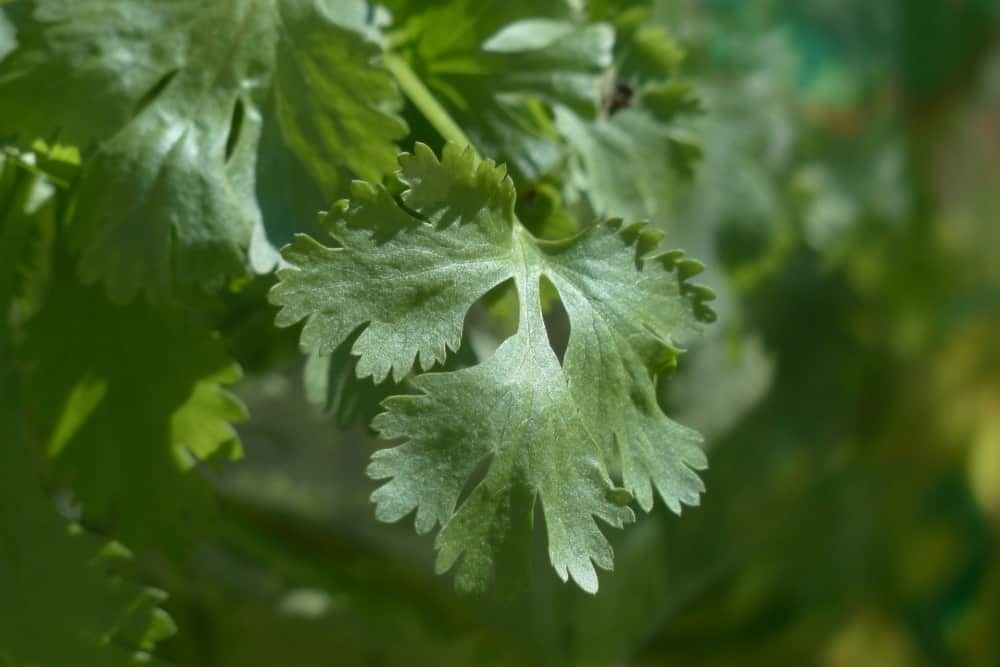 How to Harvest Cilantro