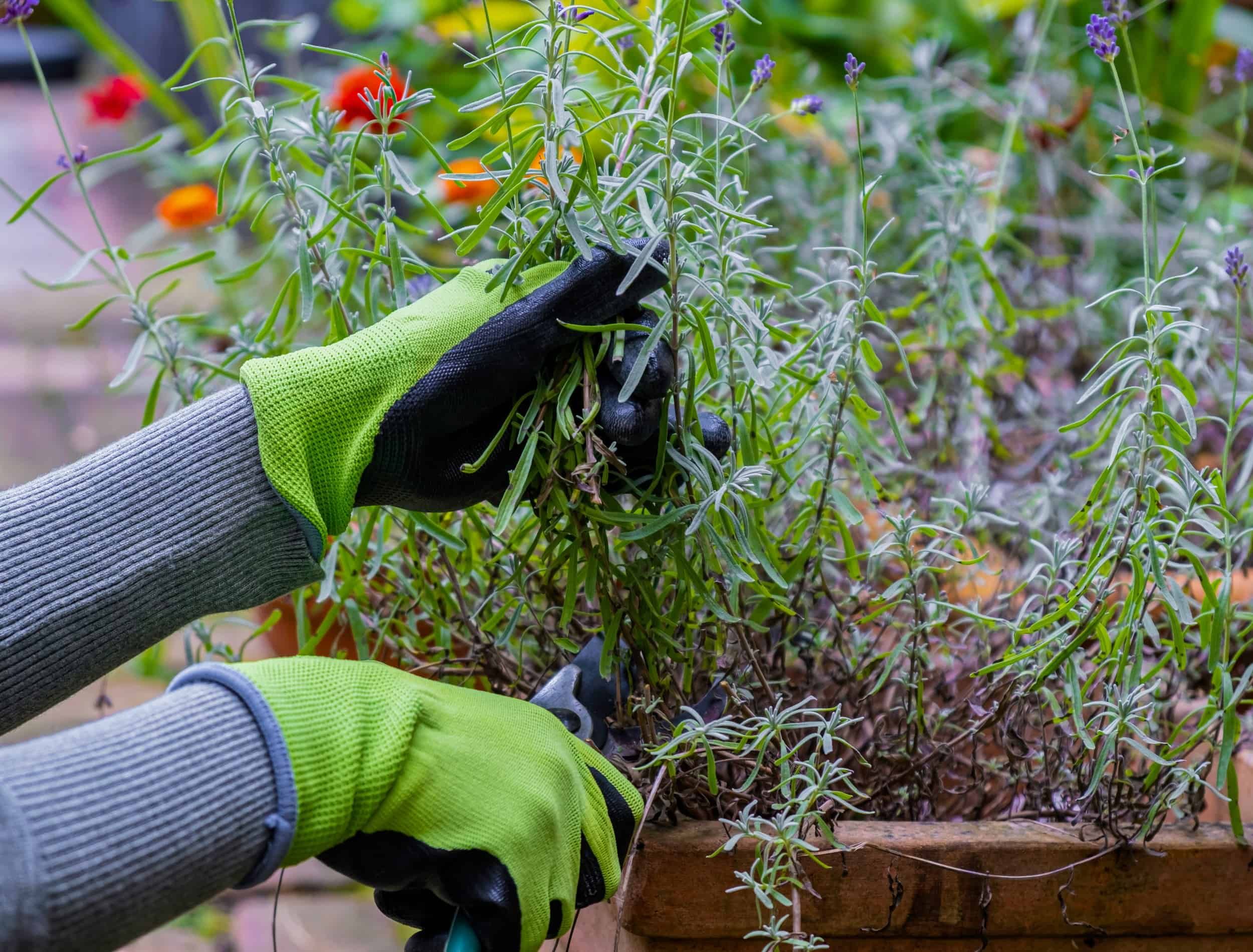 How to Prune Lavender
