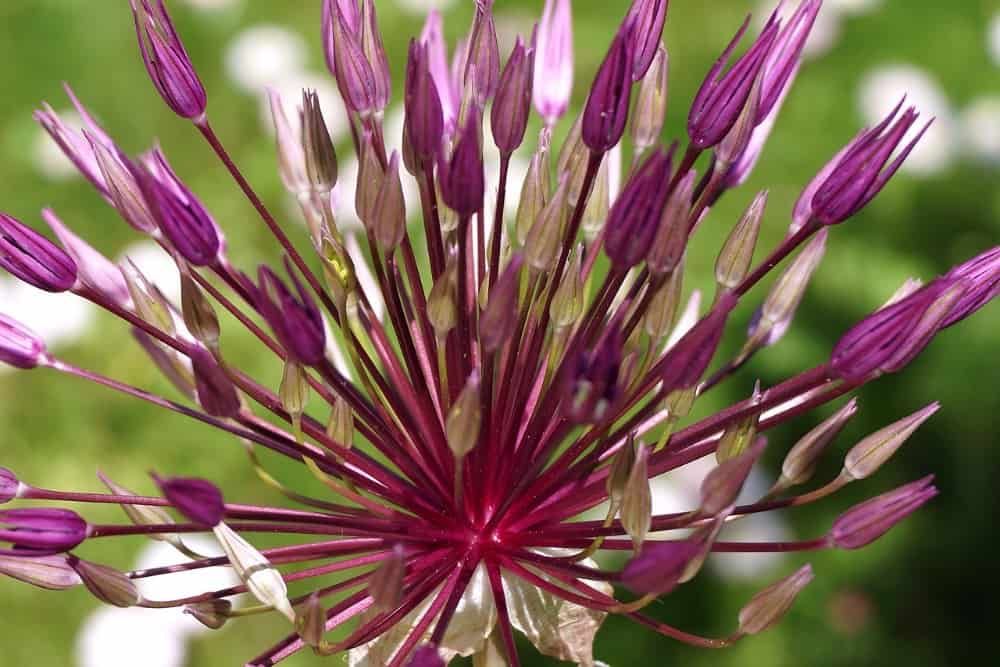 7 Plants to Grow for a Pest-Proof Yard