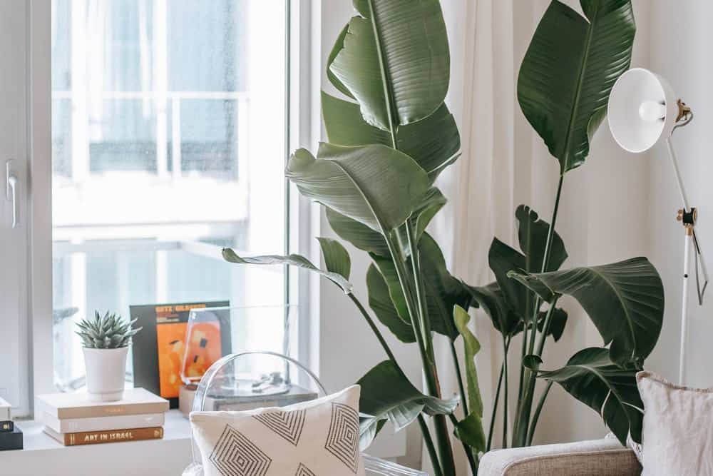 How to Revive Plants From Heat Damage