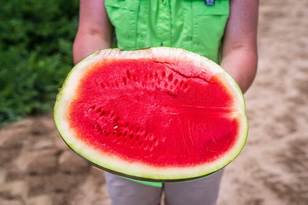 How to Harvest Watermelon