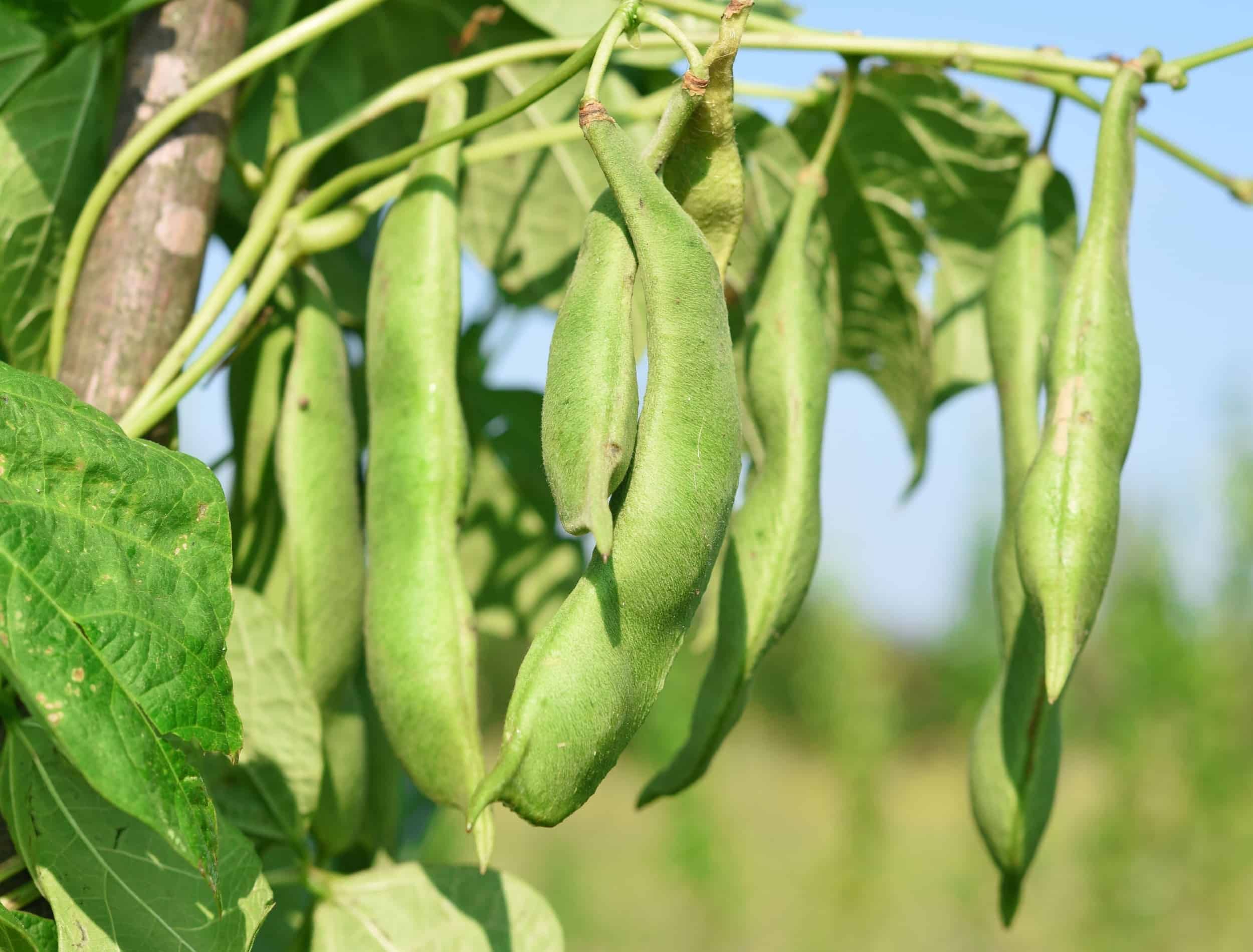 8 Climbing Vegetable Plants