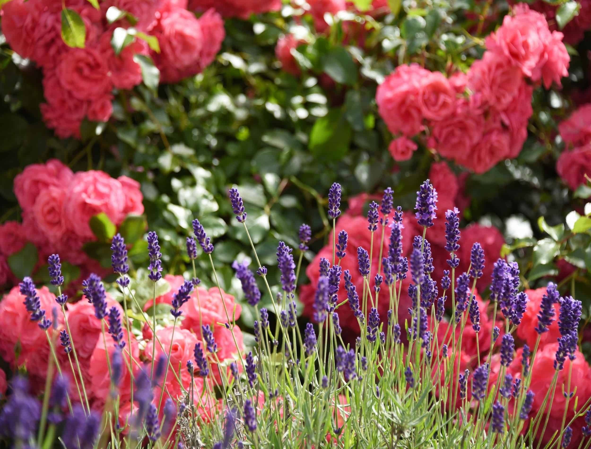 8 Companion Plants for Lavender