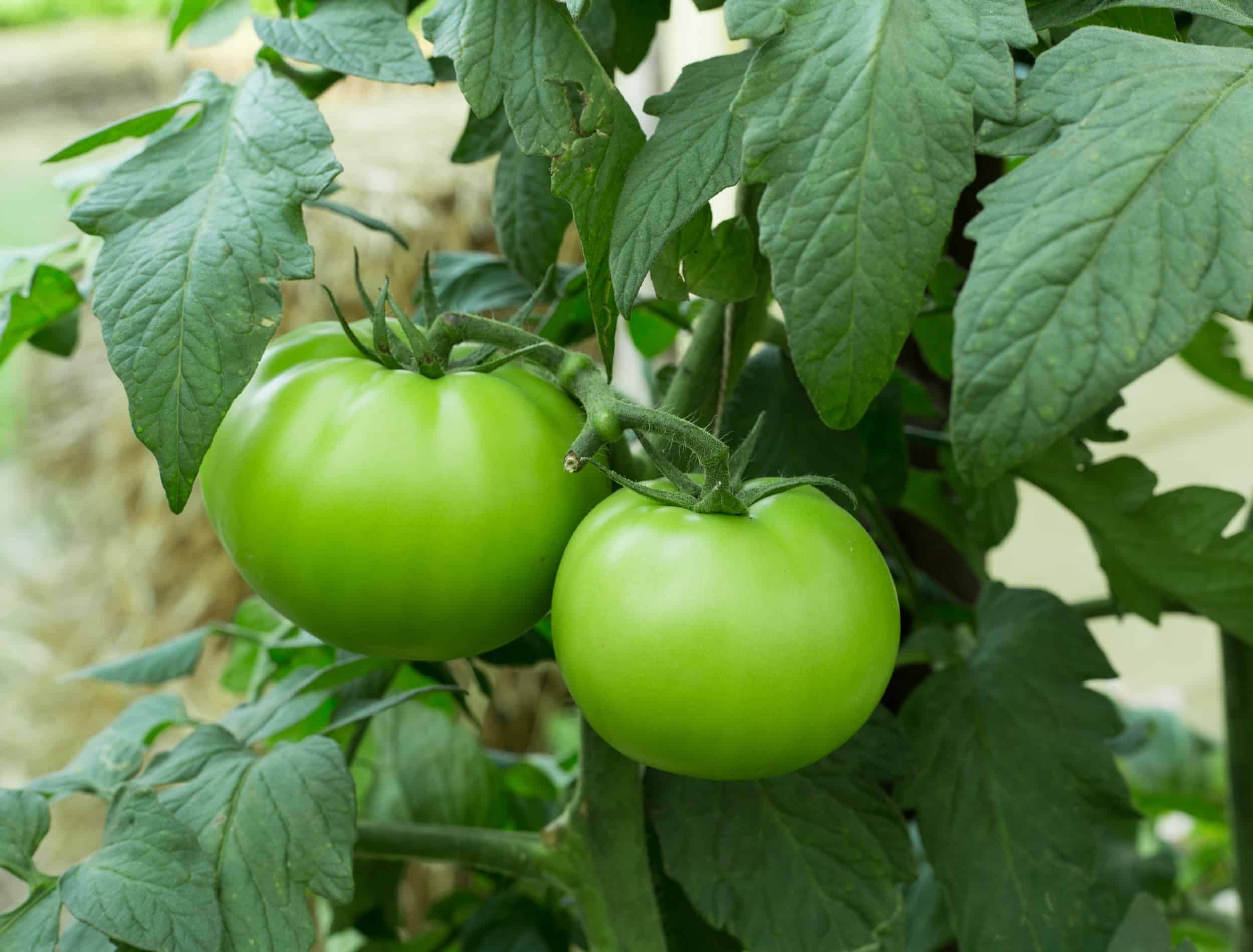 5 Ways To Get Green Tomatoes To Ripen