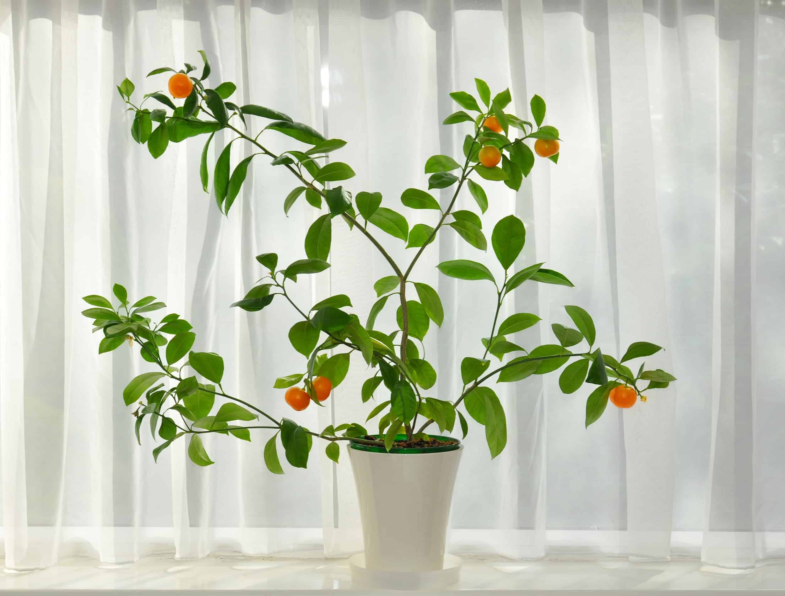 5 Fruit Trees You Can Grow In Your Living Room
