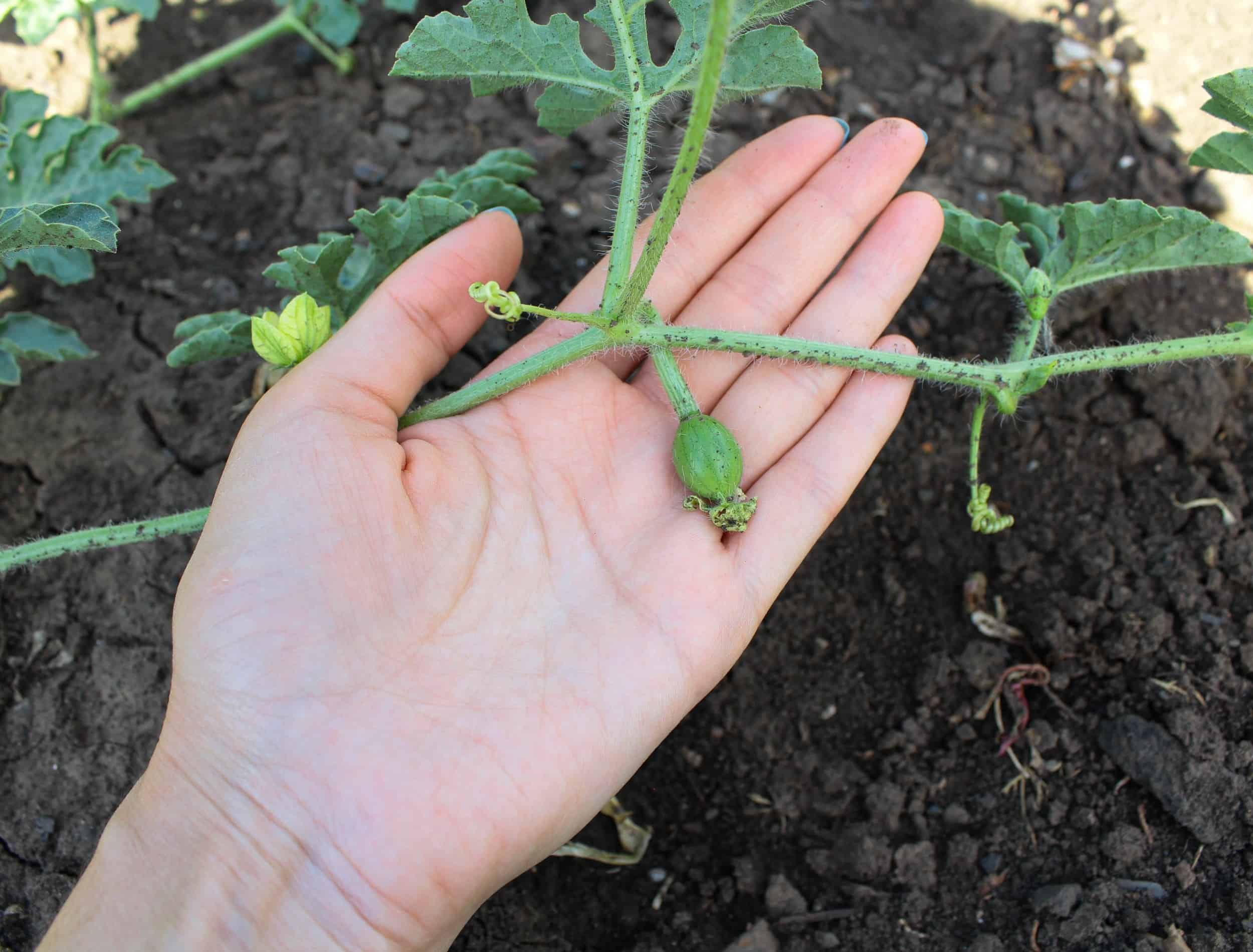 How to Grow Watermelon