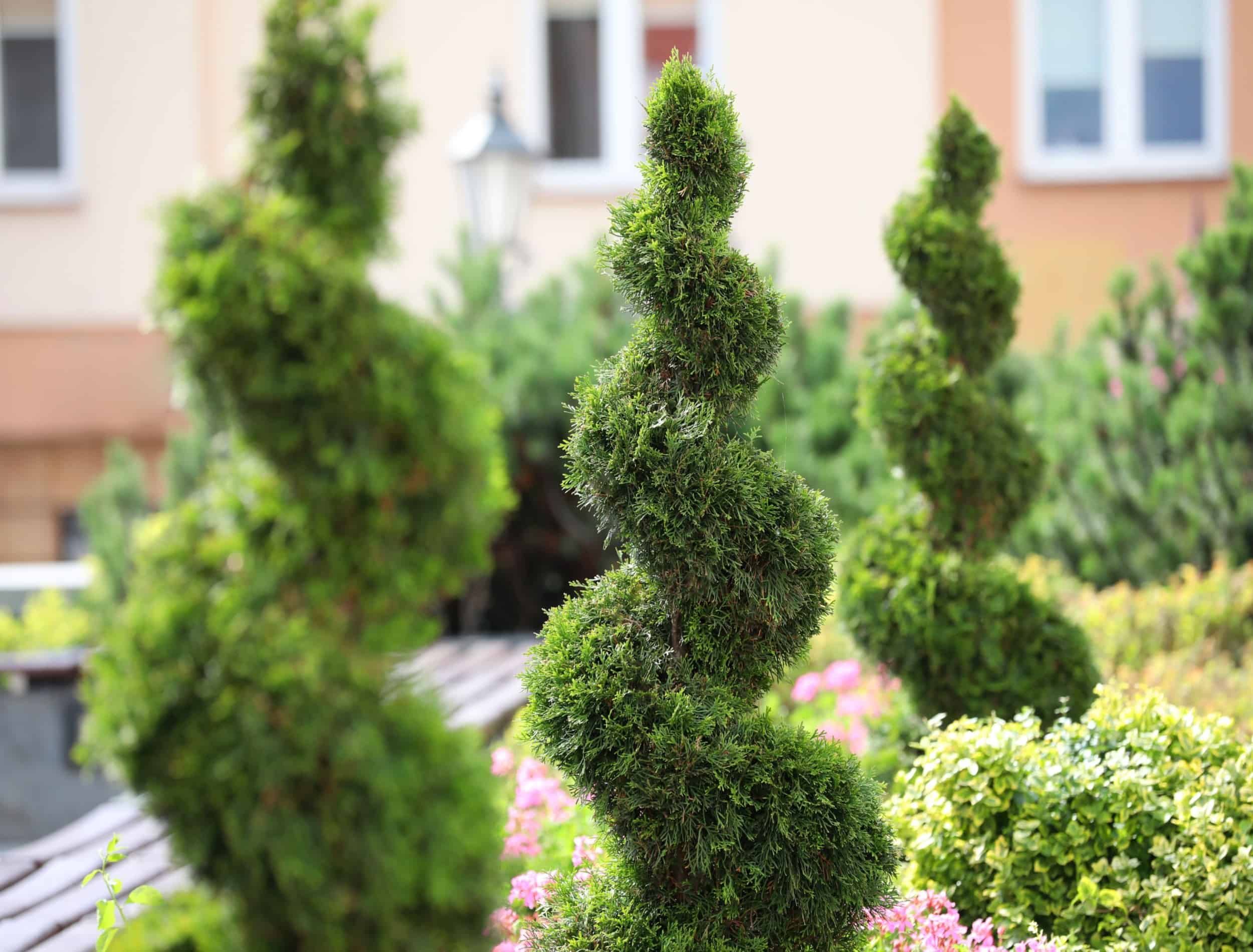 6 Topiary Plants to Add To Your Landscape