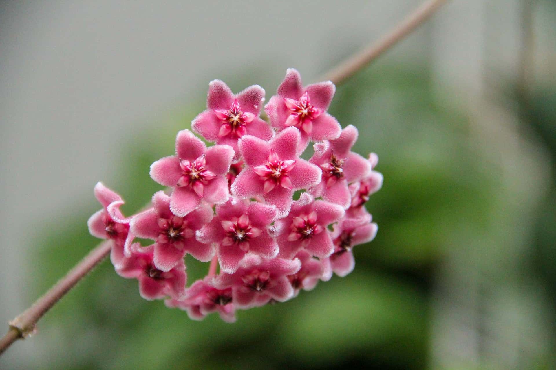 How To Grow and Care for Hoya Plants