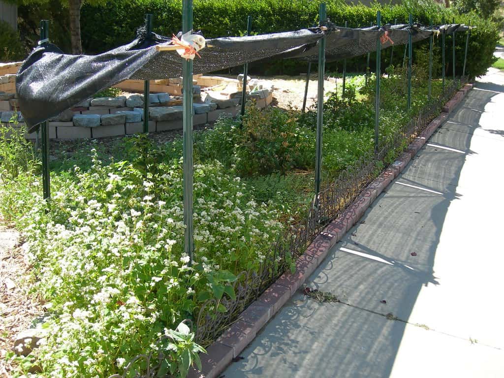 How to Protect Your Plants From Sunburn