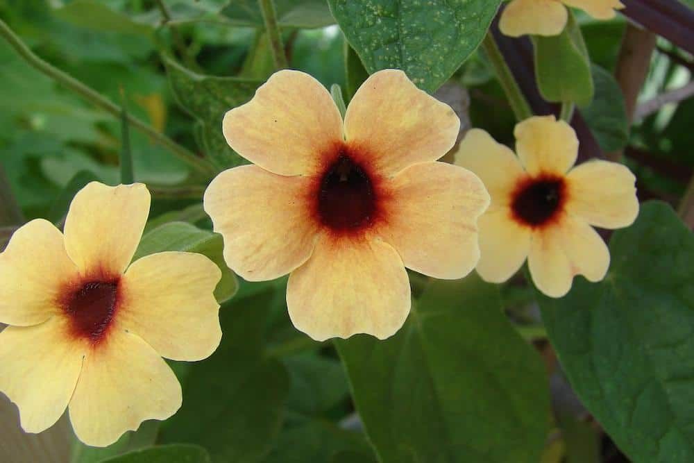 8 Flowering Vines to Plant for Non-Stop Summer Blooms