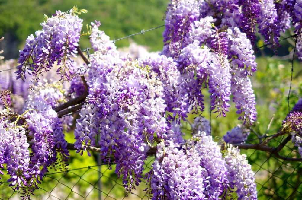 8 Flowering Vines to Plant for Non-Stop Summer Blooms