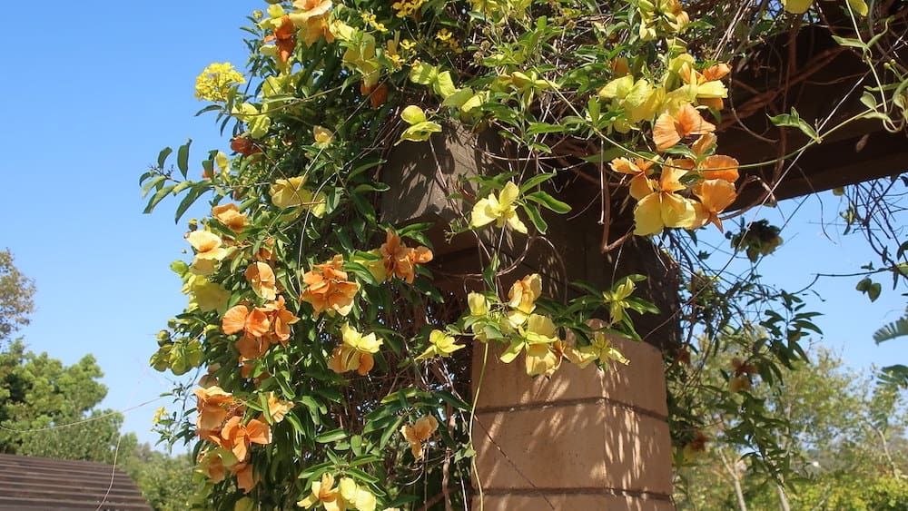 8 Flowering Vines to Plant for Non-Stop Summer Blooms