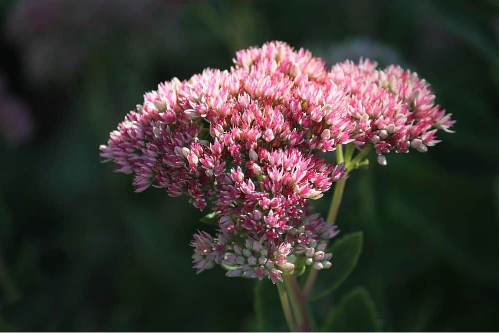 6 Beautiful Fall Flowers to Add to Your Landscape