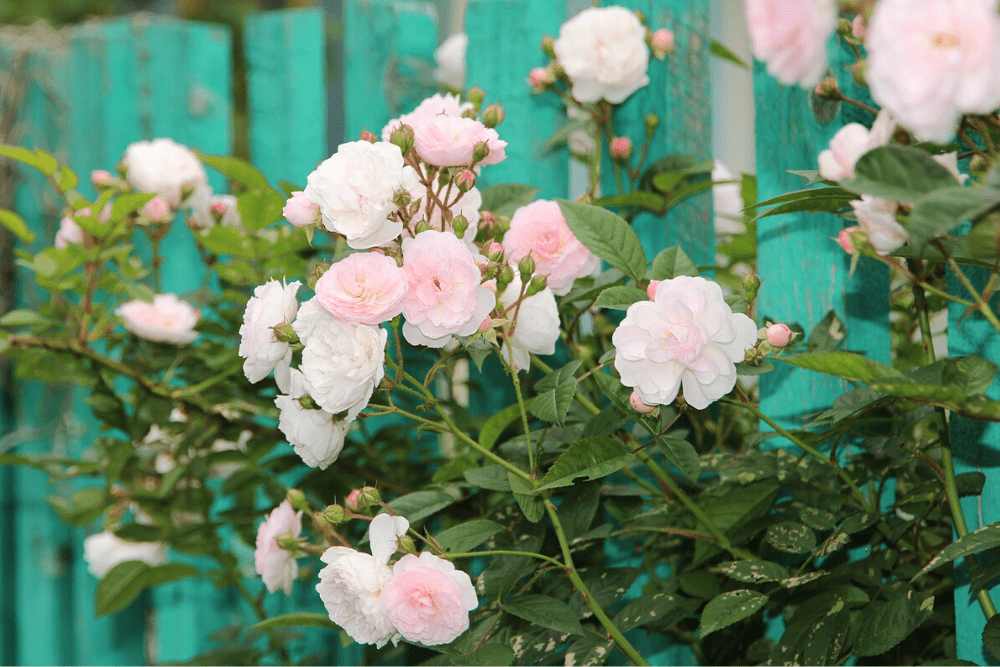 12 Long-Living Perennials That You Need to Add To Your Garden