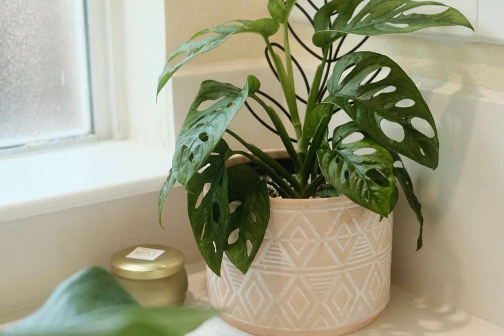 How to Grow and Care for Monstera Plants