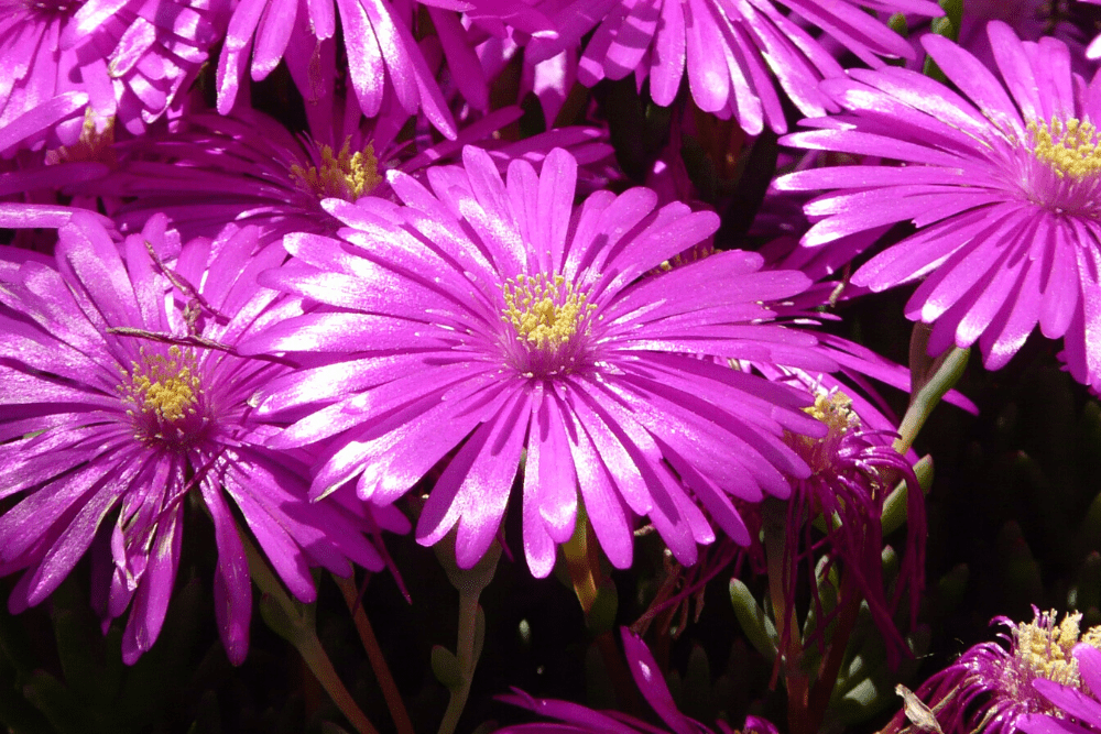 7 Best Perennials for Late Summer Color