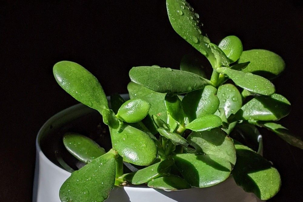 The Best 11 Houseplants for a Basement